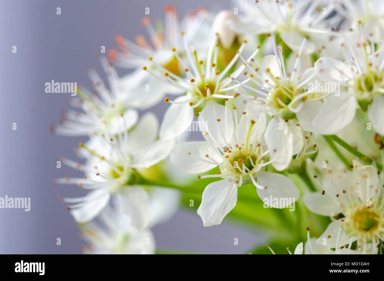 Spring flowers macro hi-res stock photography and images - Alamy