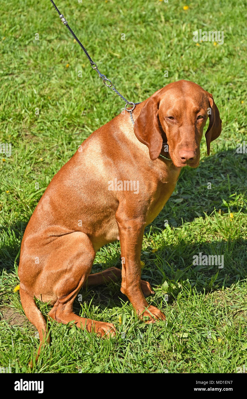 Female vizsla hi-res stock photography and images - Alamy