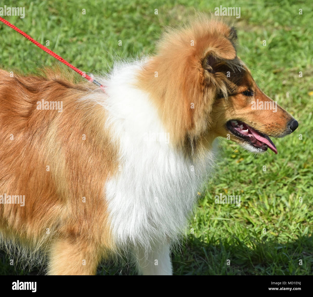 Scottish shepherd hi-res stock photography and images - Alamy