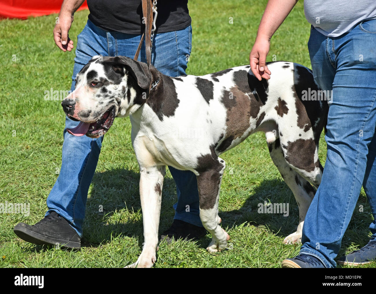 Garman dog hi-res stock photography and images - Alamy