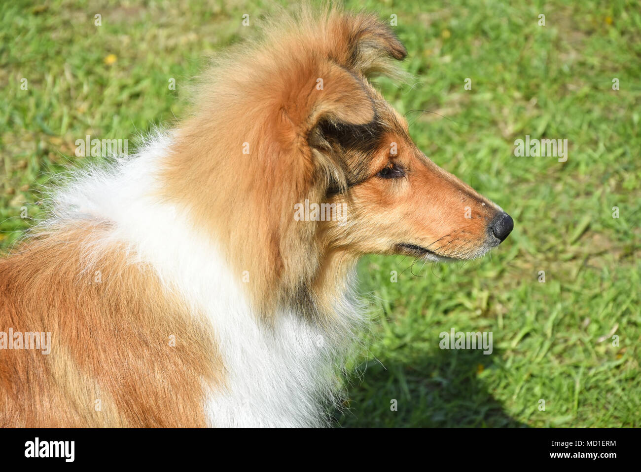 Scottish shepherd dog Stock Photo - Alamy