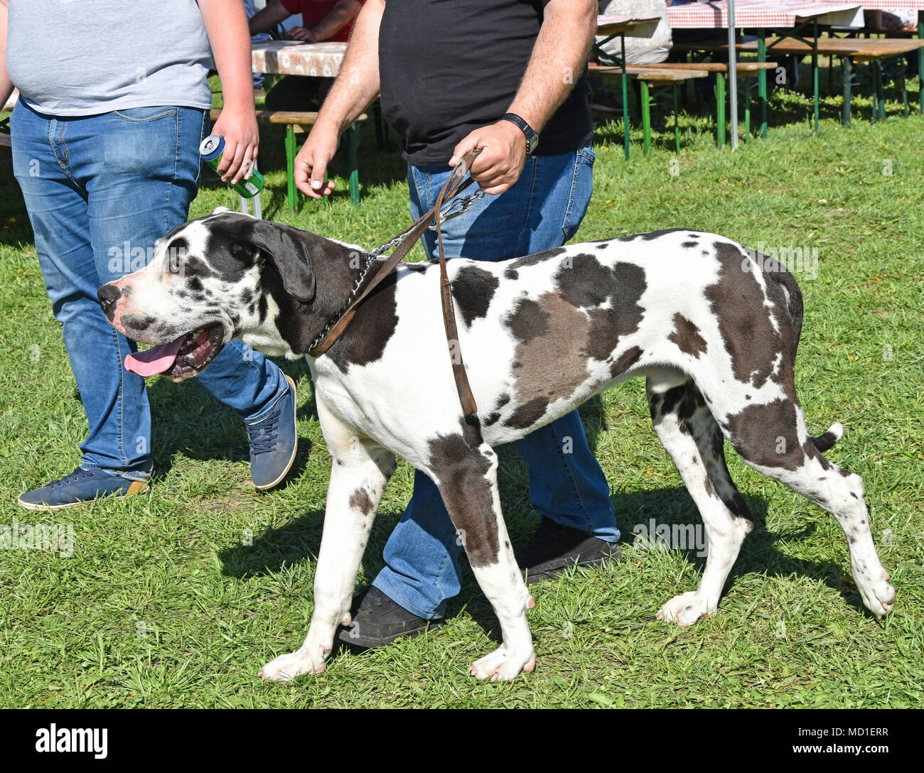 Walking with a large german dog Stock Photo - Alamy