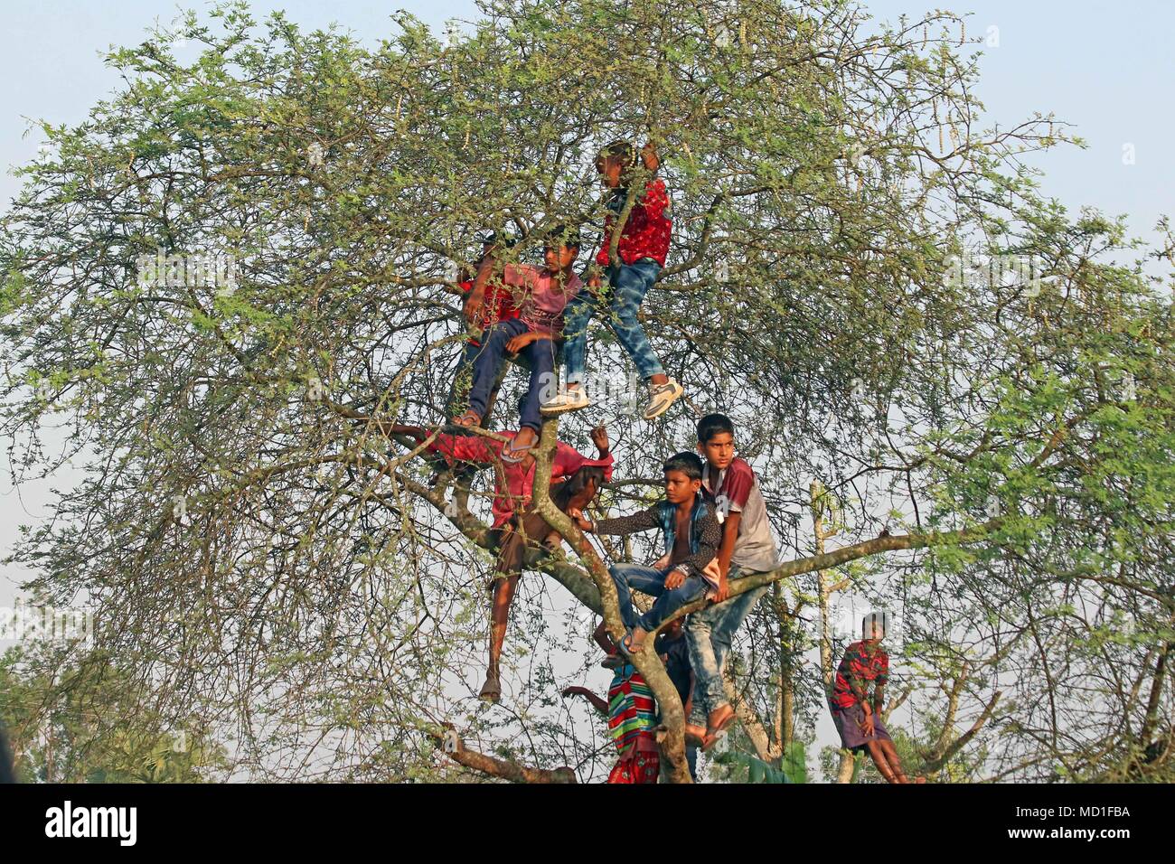 Mathurapur, India. 16th Apr, 2018. Children climbed on the tree to see ...