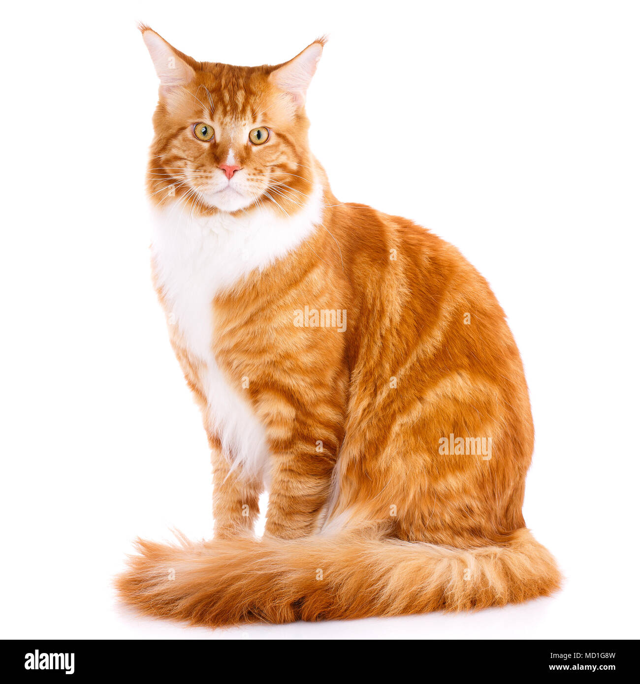 Mainecoon thoroughbred cat on a white background Stock Photo - Alamy