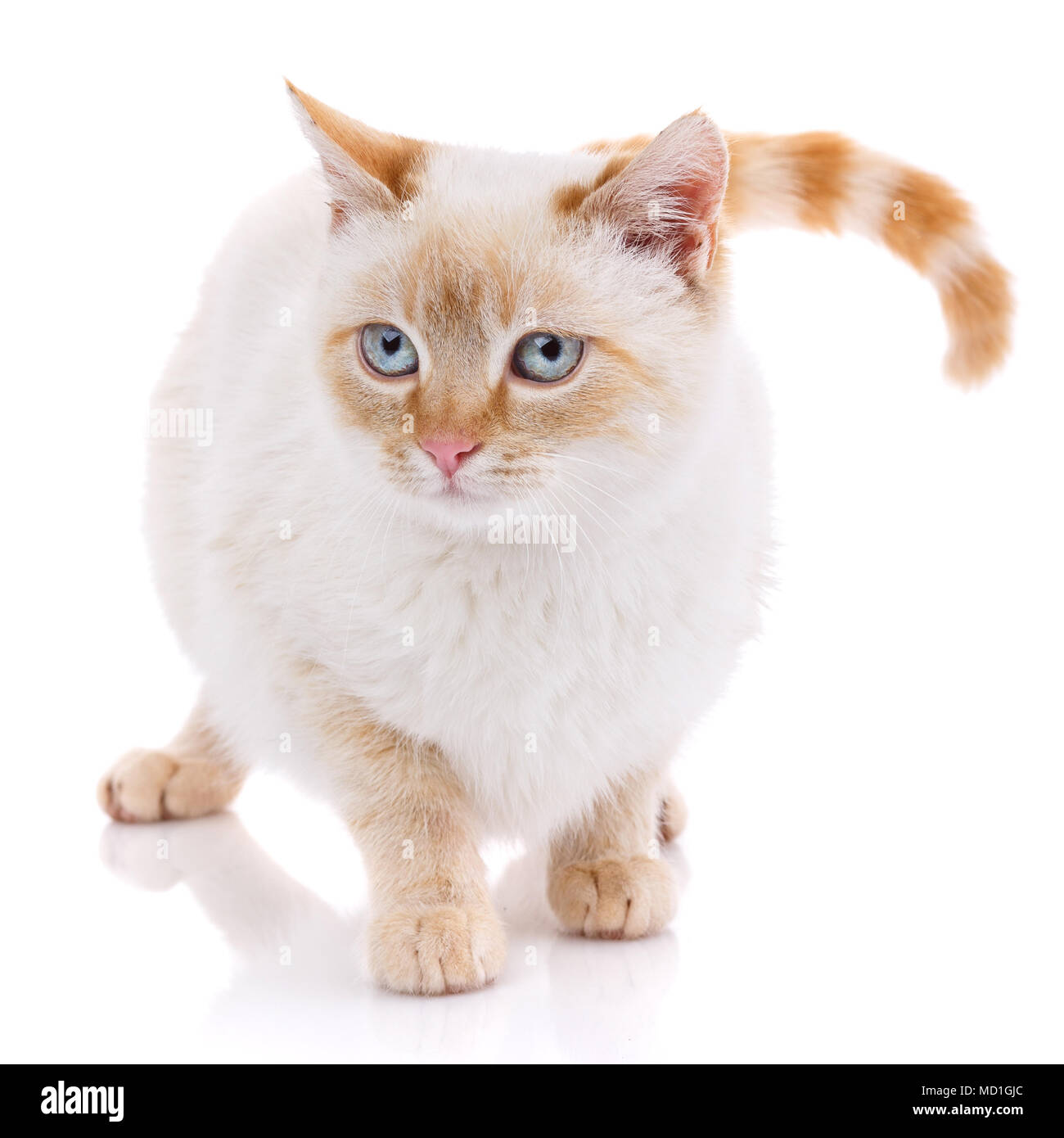 Isolated red cat hi-res stock photography and images - Alamy