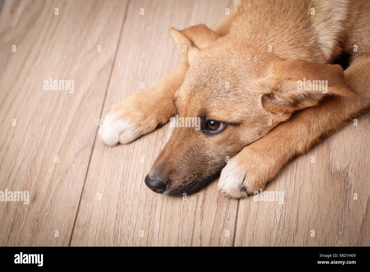 Portrait of a dog. Dog without breed Stock Photo - Alamy