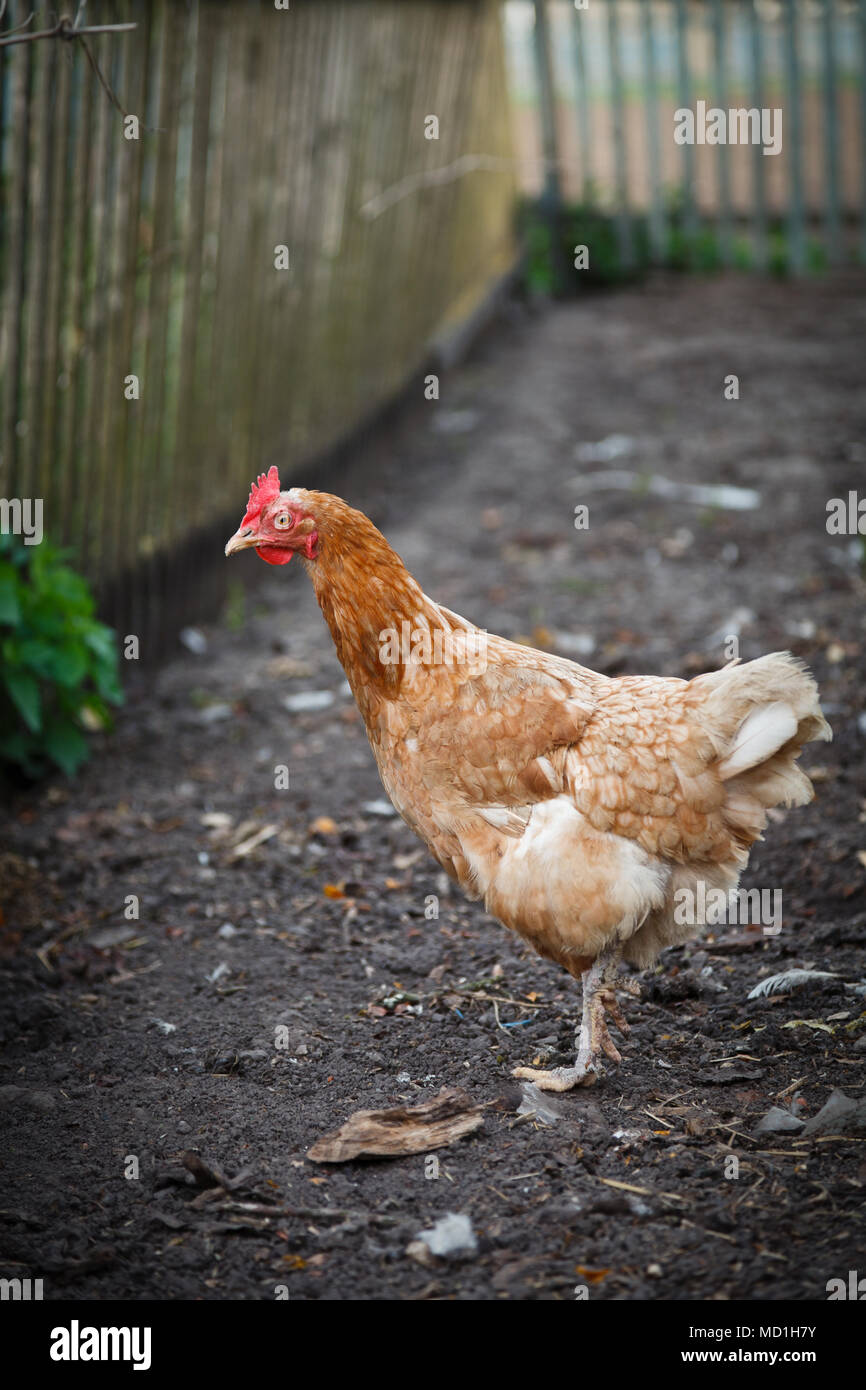 Brown chicken hi-res stock photography and images - Alamy