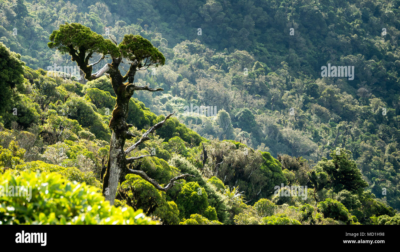 Pirogi forest park hi-res stock photography and images - Alamy