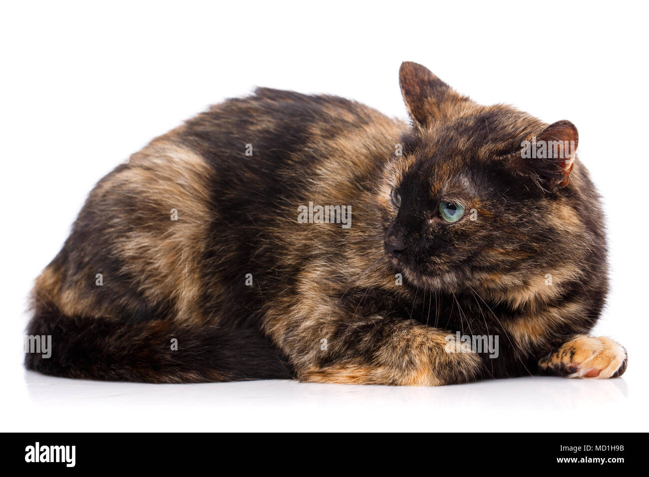 Offended cat on a white background Stock Photo - Alamy
