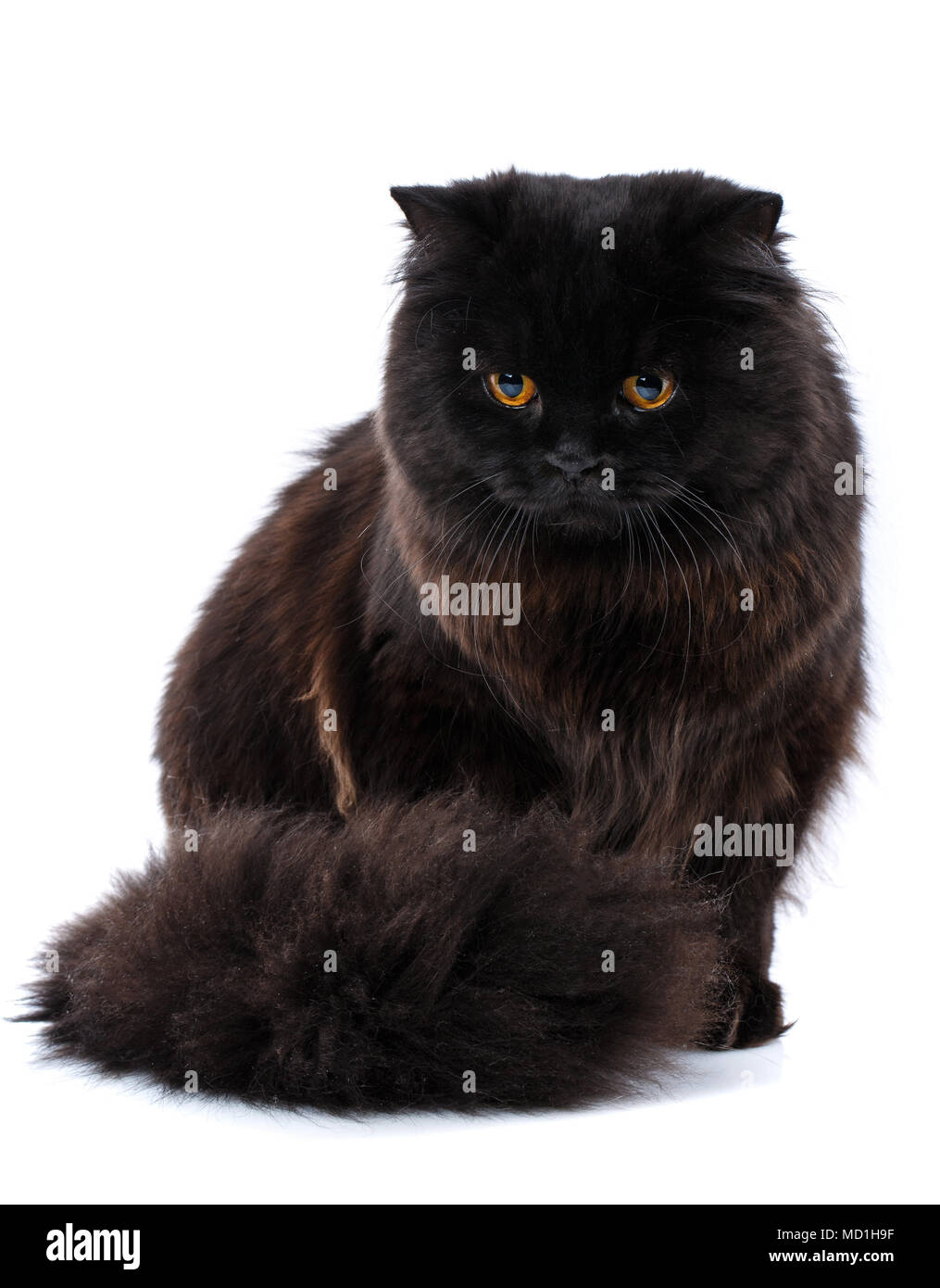 Cute thoroughbred cat on a white background Stock Photo - Alamy