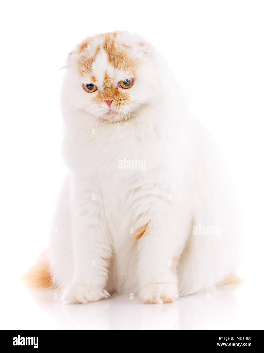 Scottish fold cat Stock Photo - Alamy