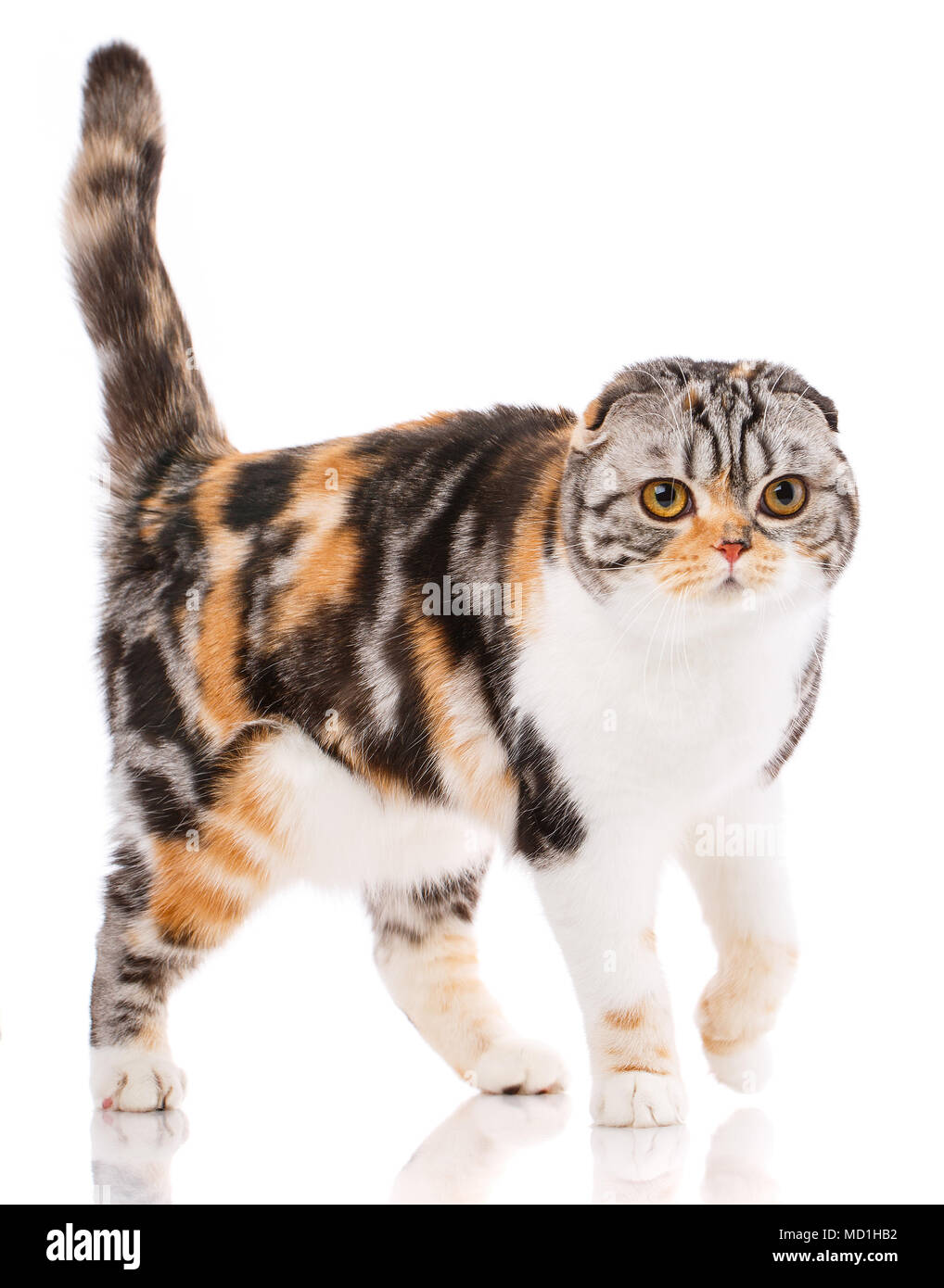 Scottish fold cat Stock Photo - Alamy