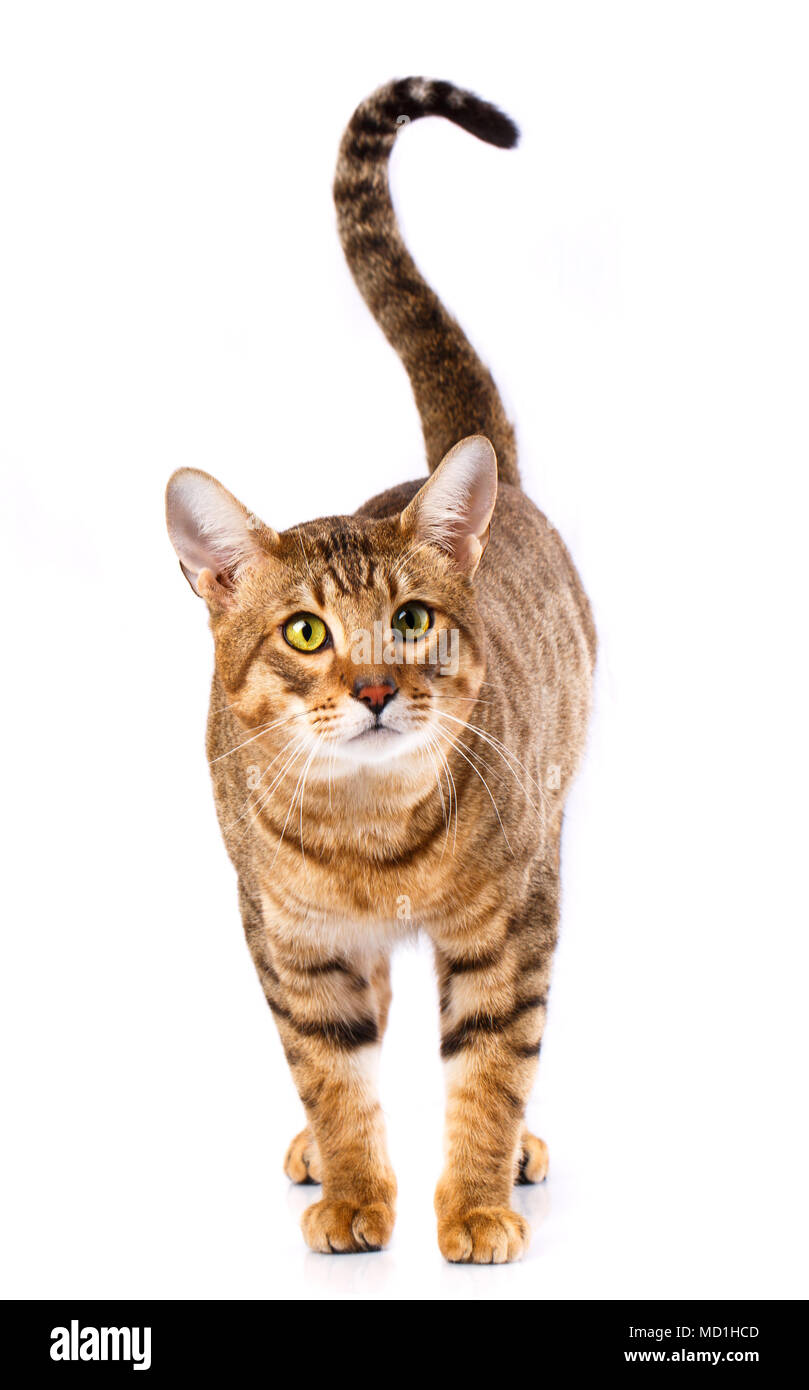 Serengeti thoroughbred cat on a white background Stock Photo - Alamy