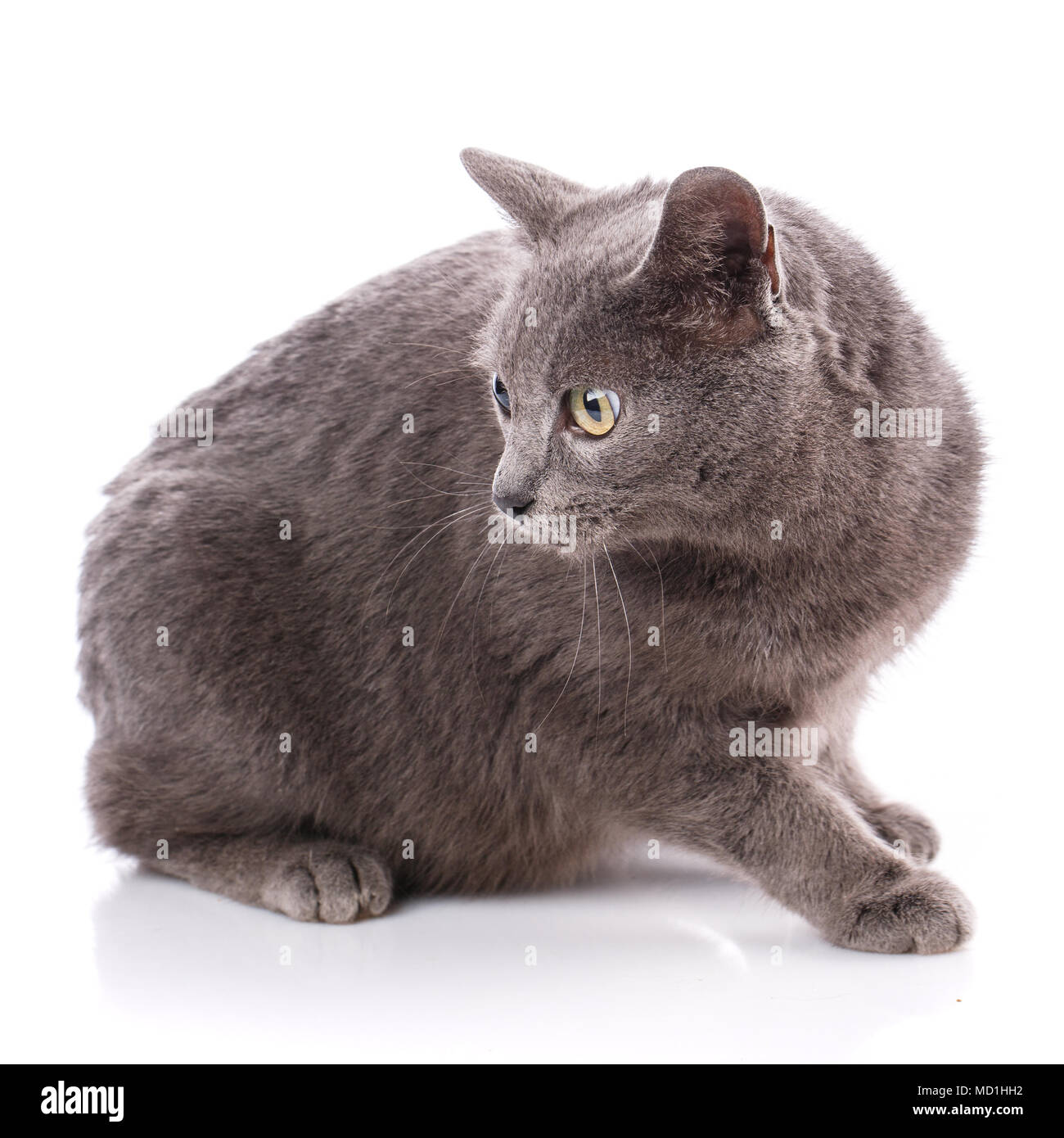 Grey white domestic cat hi-res stock photography and images - Alamy
