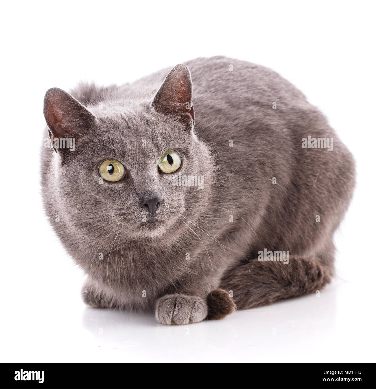 Cute grey cat playing Cut Out Stock Images & Pictures - Alamy