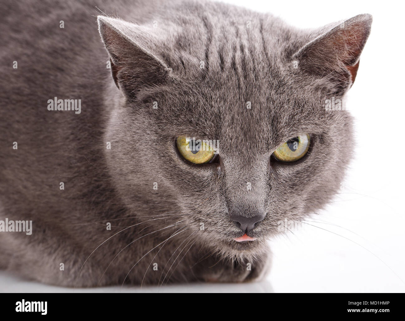 Cat Portrait without breed. A simple gray cat Stock Photo - Alamy