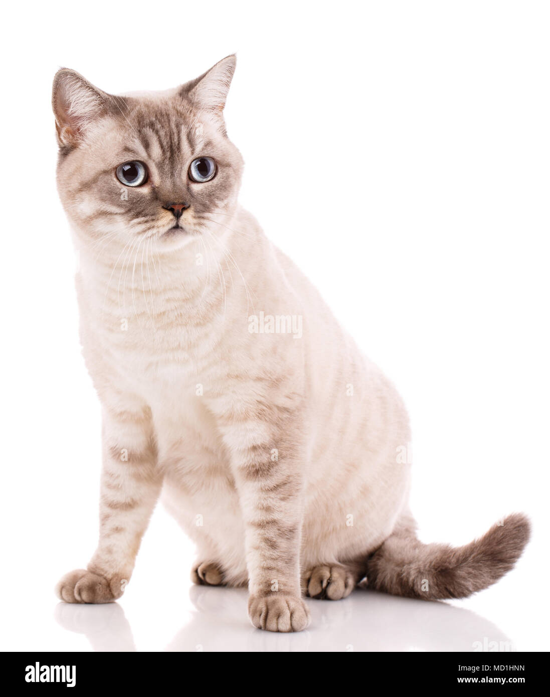 Thoroughbred British straight cat on a white background. Pet Stock ...