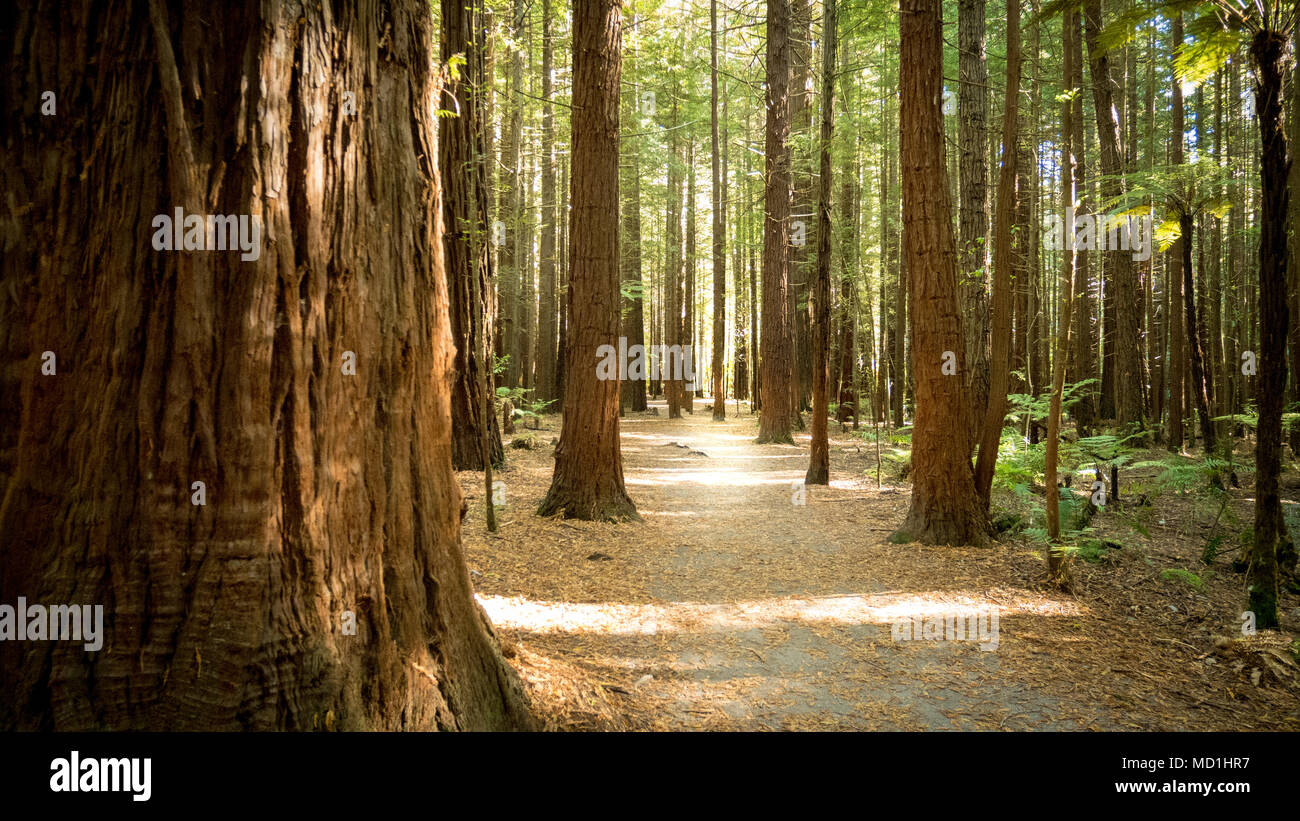 New zealand conifer tree hi-res stock photography and images - Alamy