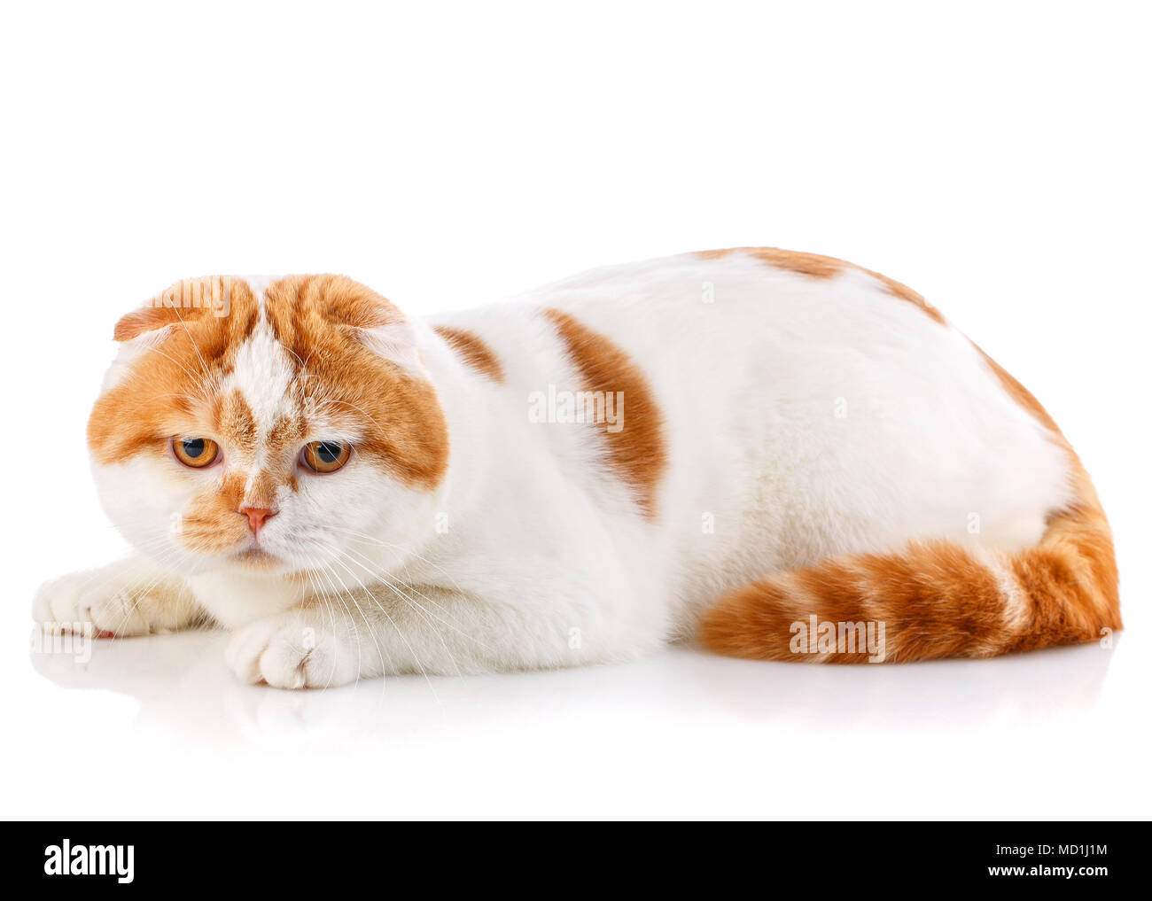 Beautiful purebred fluffy proud cat Stock Photo - Alamy