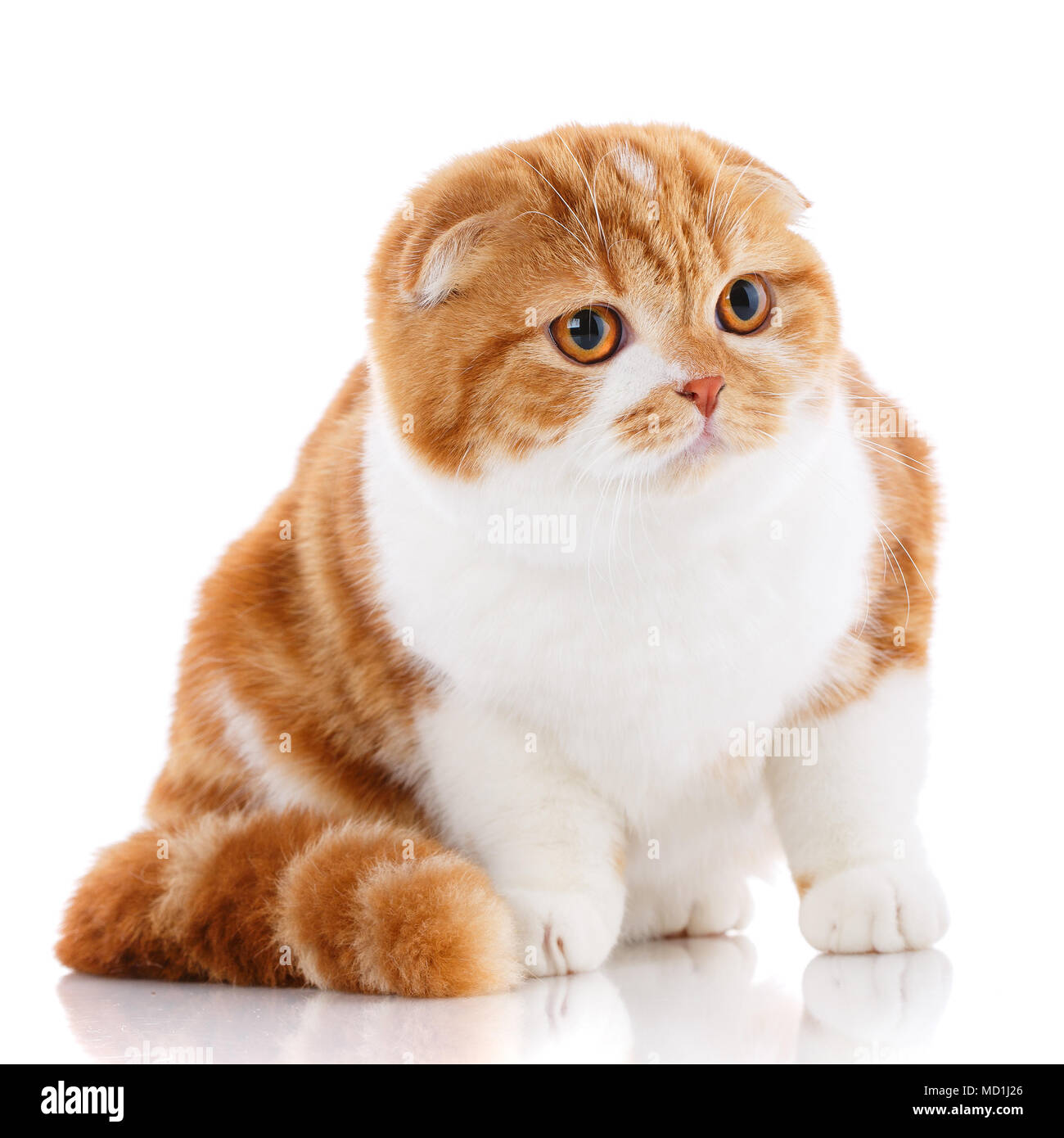 Scottish fold cat Stock Photo - Alamy