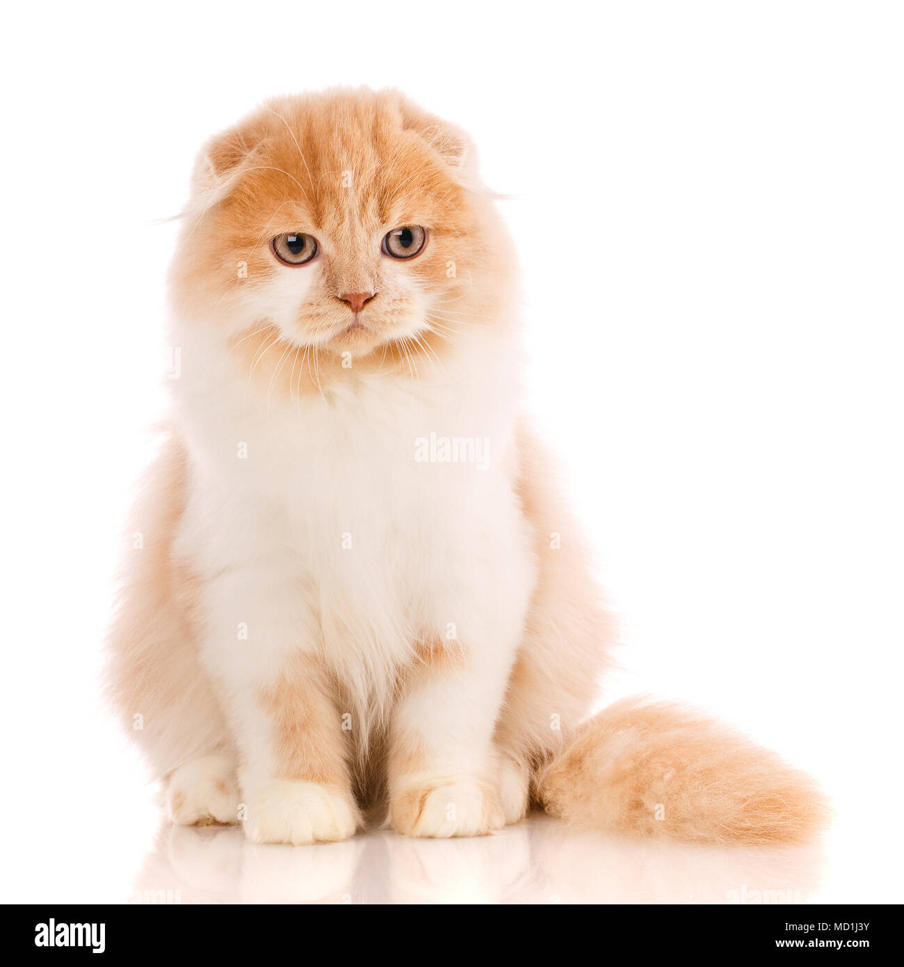 Adorable Scottish Fold cat isolated on white background Stock Photo - Alamy