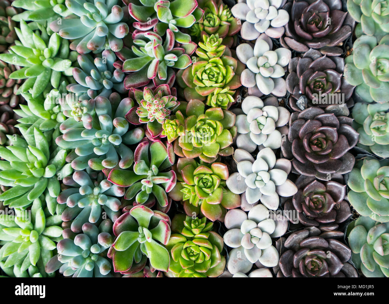 Miniature succulent plants in garden Stock Photo - Alamy