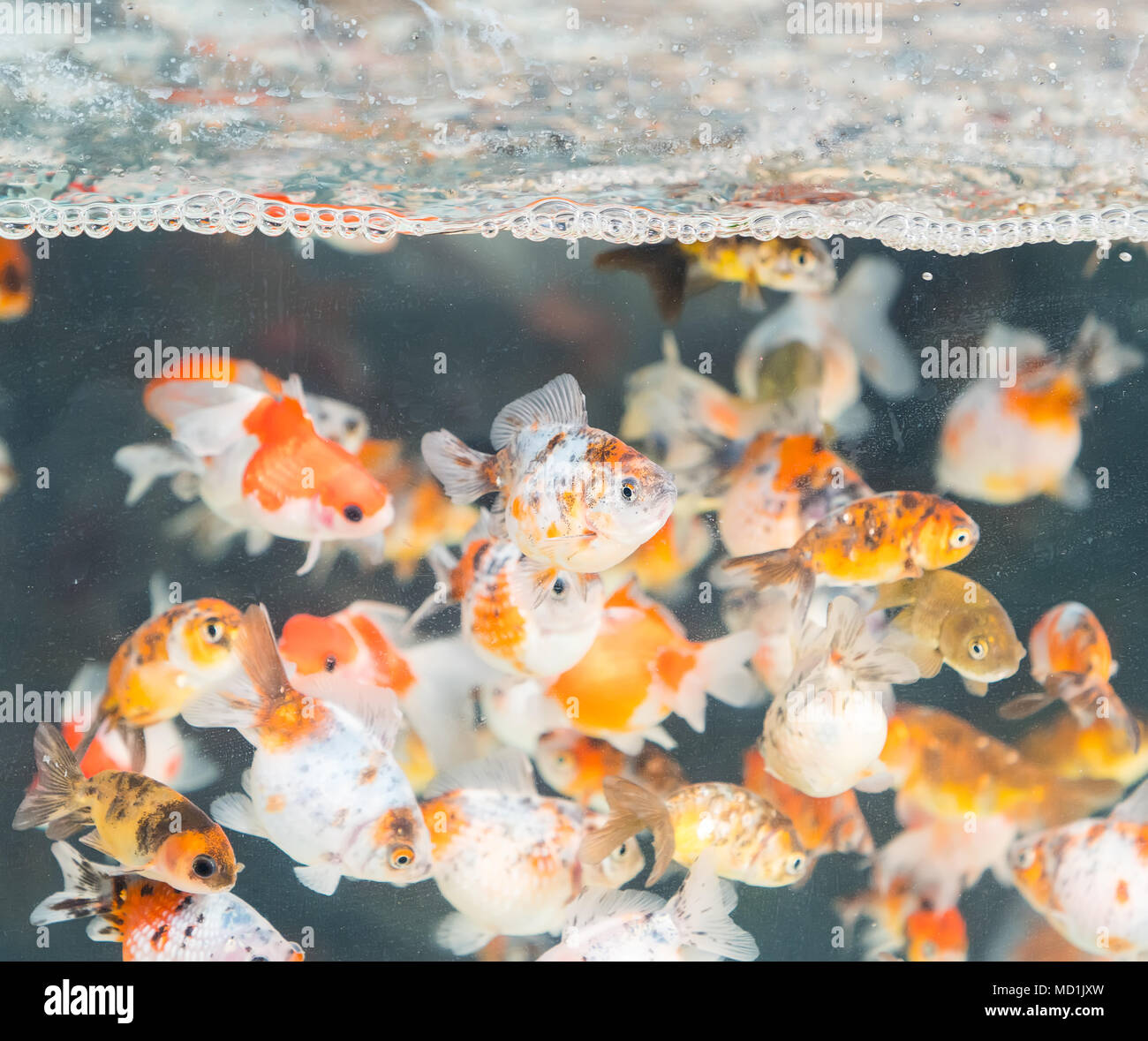 Red and gold fishes Stock Photo - Alamy
