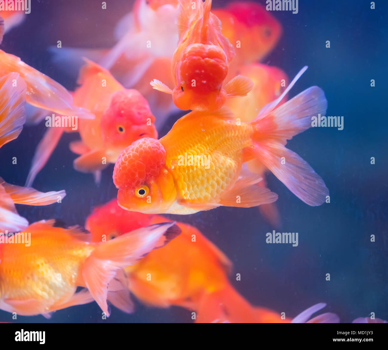 Red and gold fishes Stock Photo - Alamy