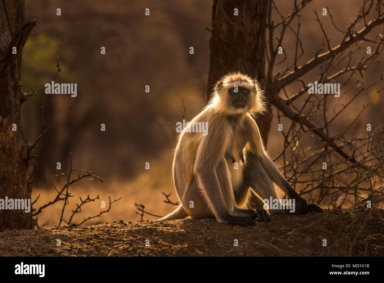 Backlit grey langur (Semnopithecus entellus), an old world monkey ...