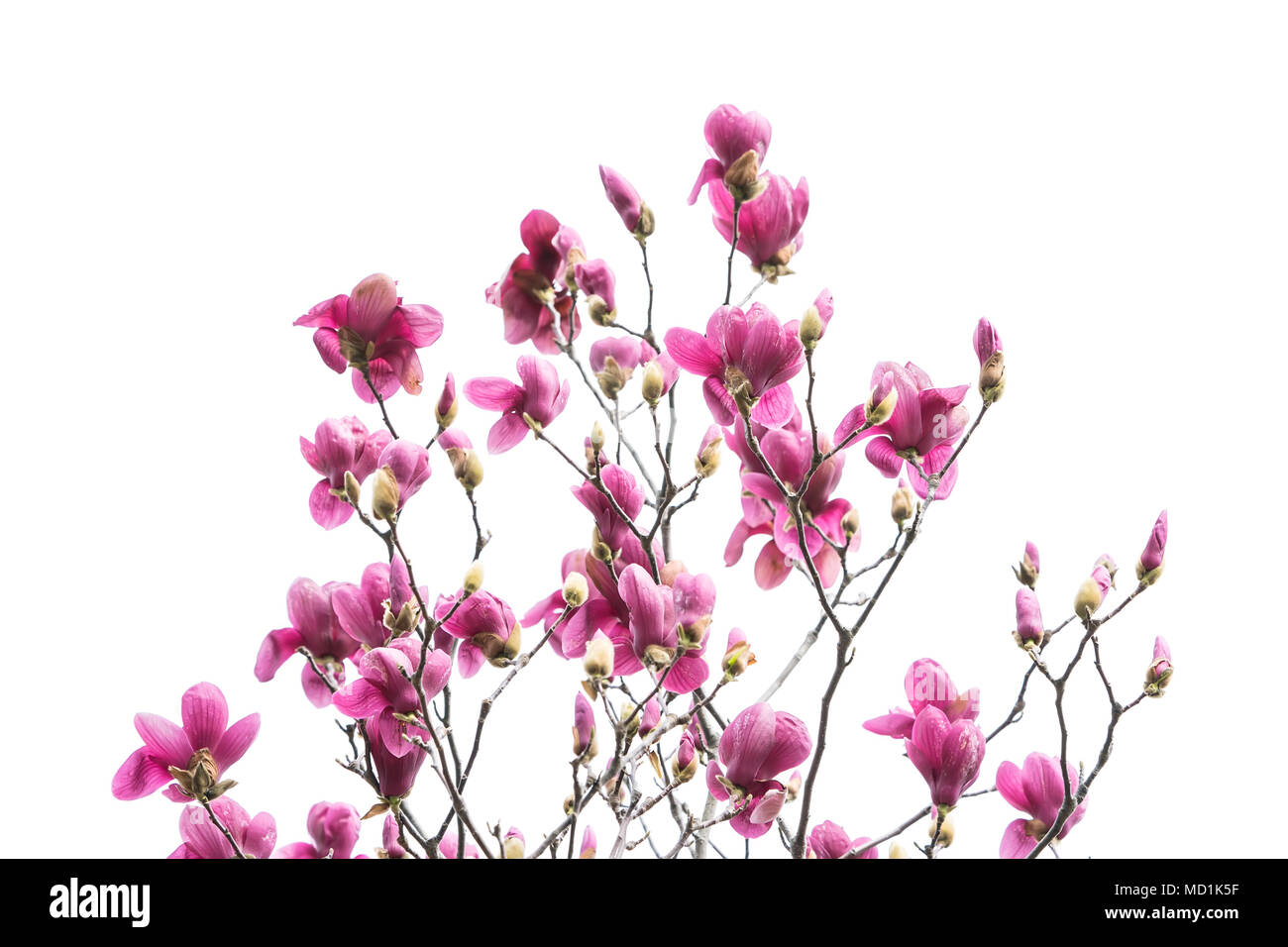 Pink magnolia flowers isolated on white background Stock Photo - Alamy