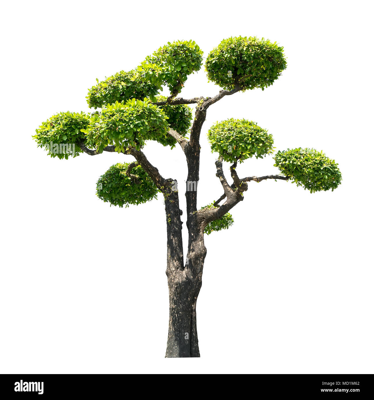 Bonsai trees on white background, Isolated image Stock Photo - Alamy