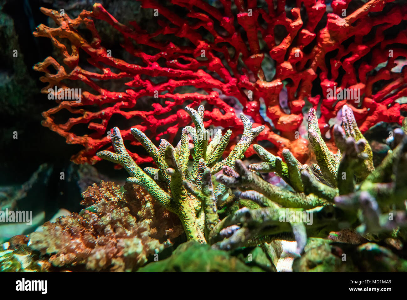 Coral Reef in Sunlightmarine aquarium Stock Photo - Alamy