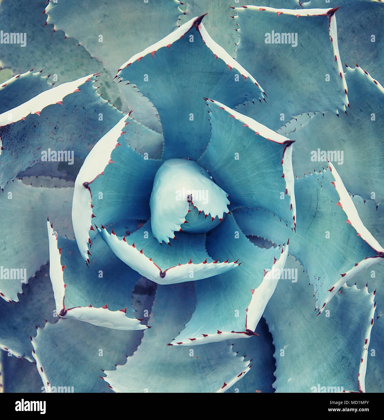 Sharp pointed agave plant leaves Stock Photo - Alamy