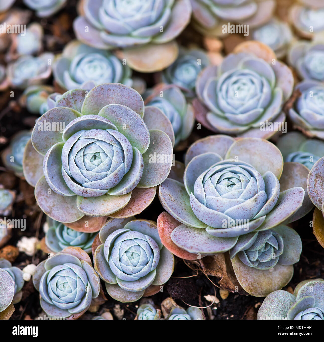 Miniature succulent plants in garden Stock Photo - Alamy