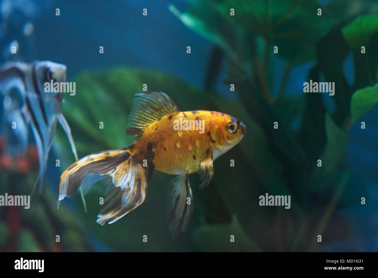 Deep sea fishes hi-res stock photography and images - Alamy