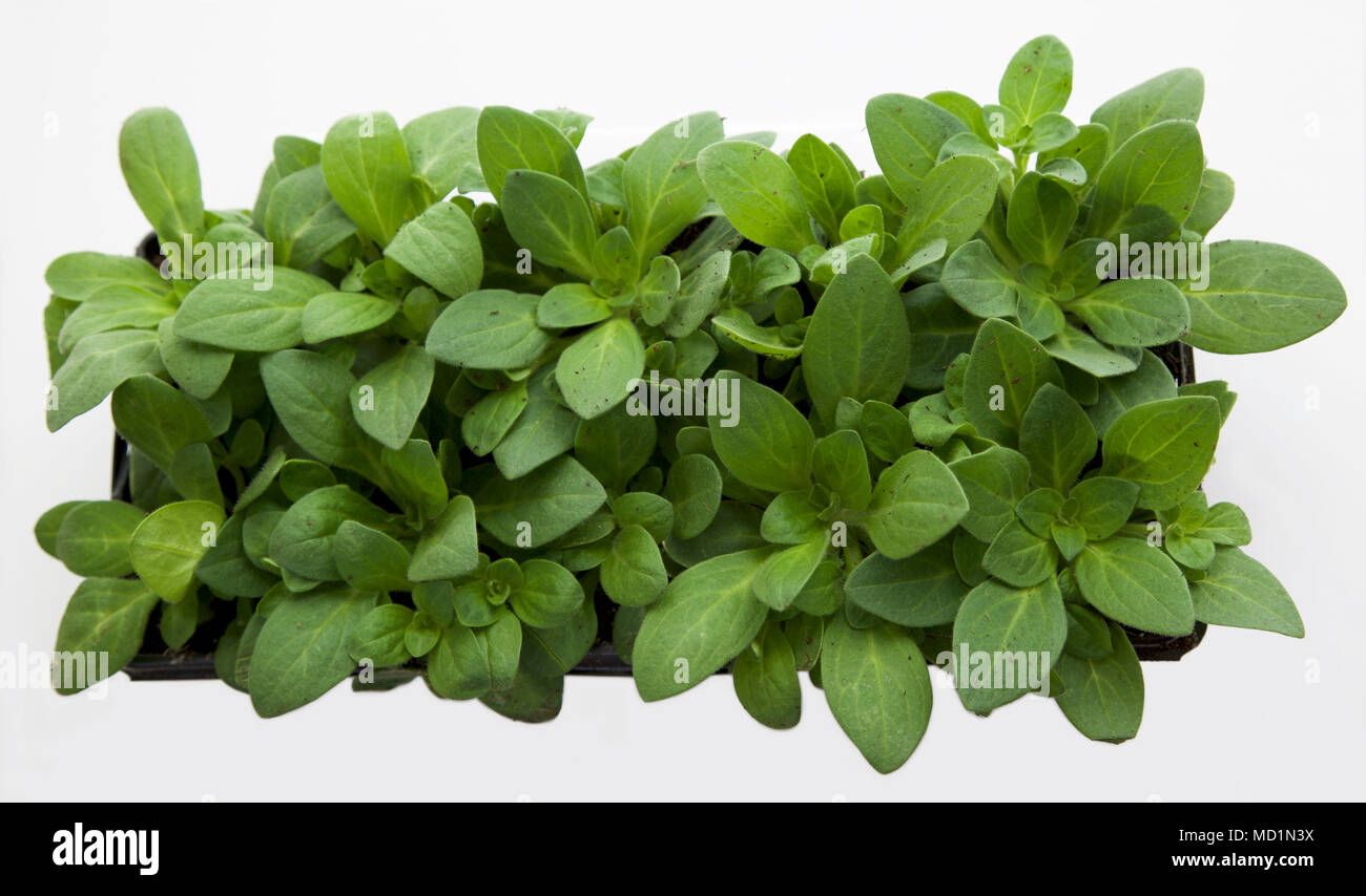 Petunia seedlings hi-res stock photography and images - Alamy