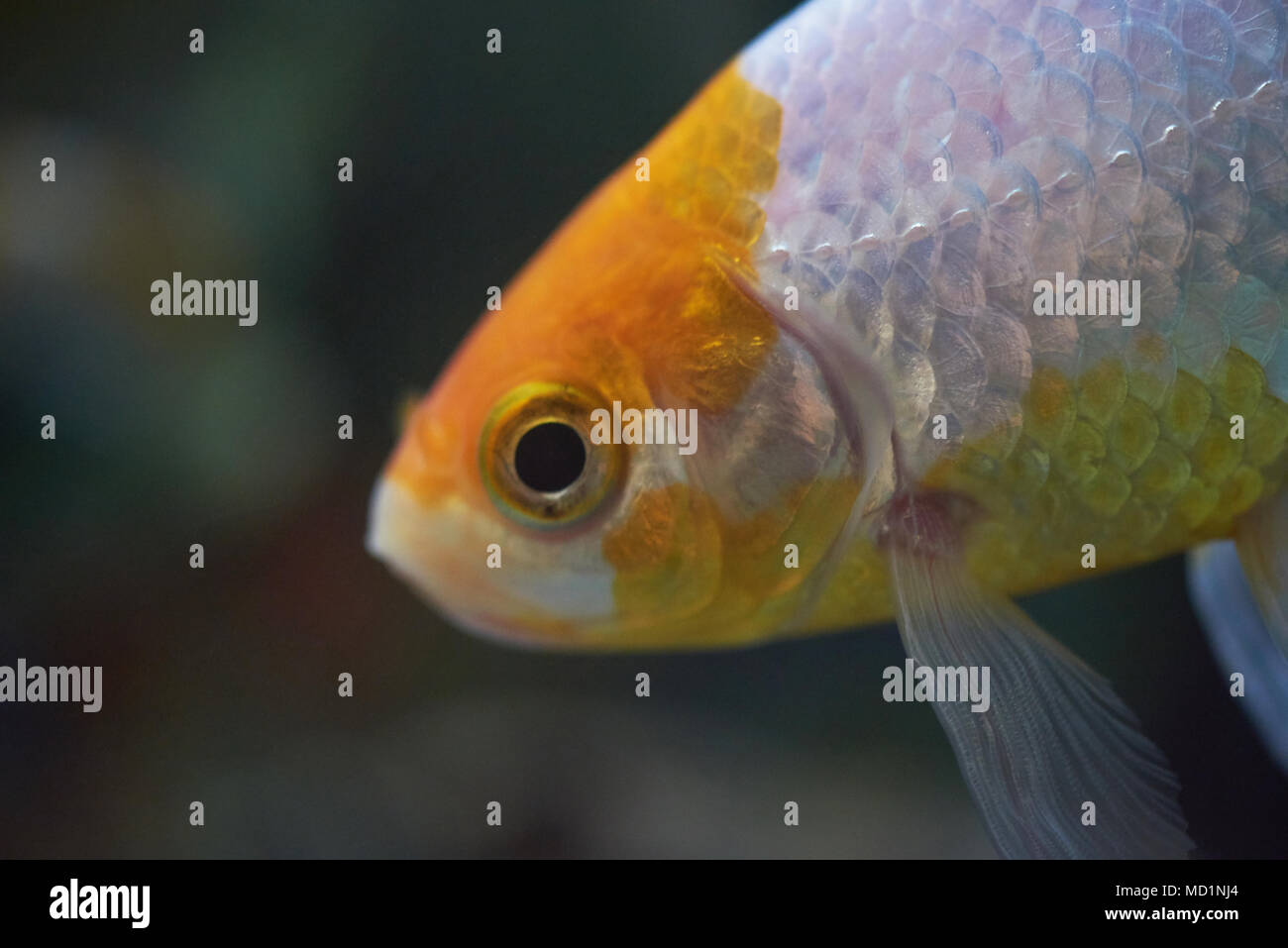 Beautiful underwater sea ocean hi-res stock photography and images - Alamy