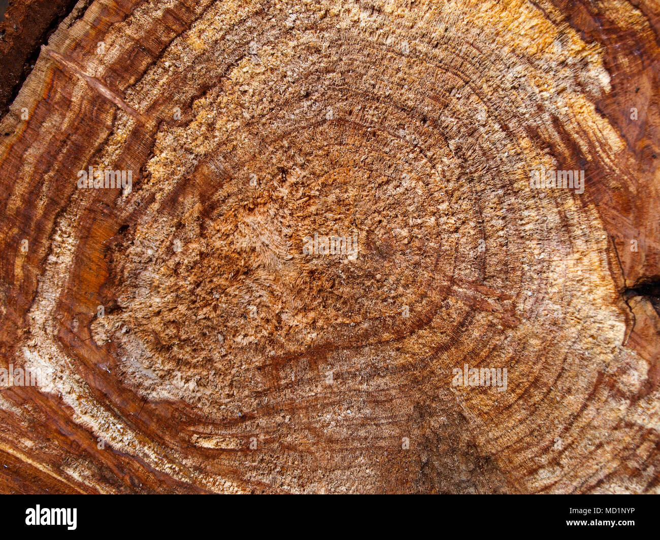 Split ring timber hi-res stock photography and images - Alamy