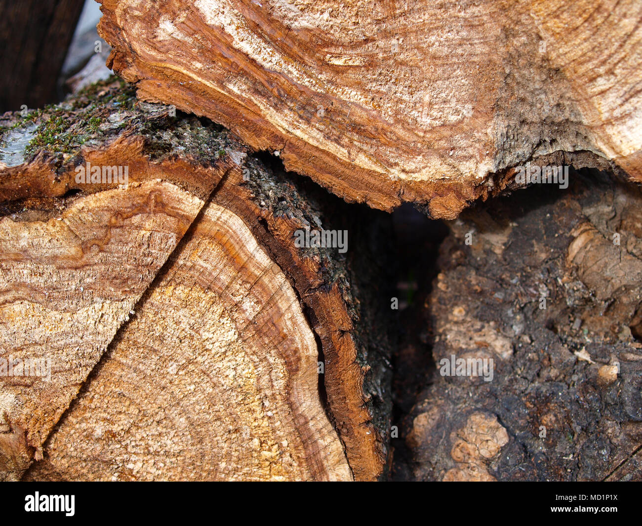 Cut walnut tree logs Stock Photo - Alamy