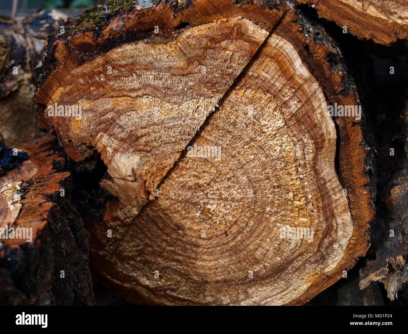 Cut walnut tree logs Stock Photo - Alamy