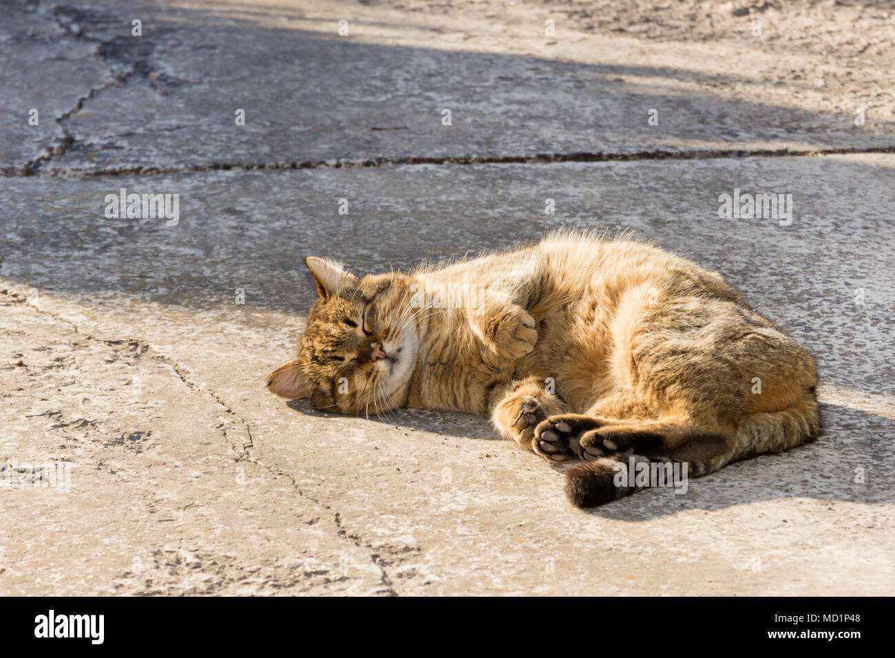 big fat cat sleeps on the street on a concrete road close up in the sun ...