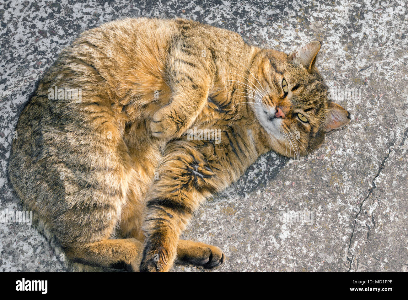 big fat cat sleeps on the street on a concrete road close up in the sun ...