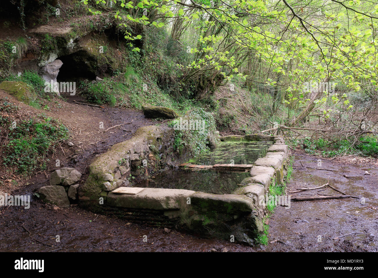 Watering trough for the animals, in the woods among the trees Stock ...