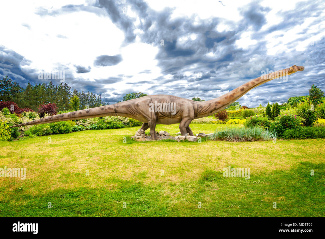 Sculpture of dinosaur ( Sauropoda , Diplodocus ) in live size Stock ...
