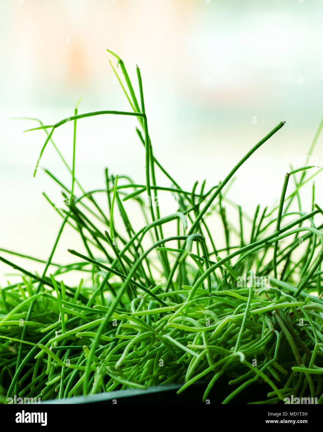 House plants, grass, greens near the window. Interior design lifestyle ...