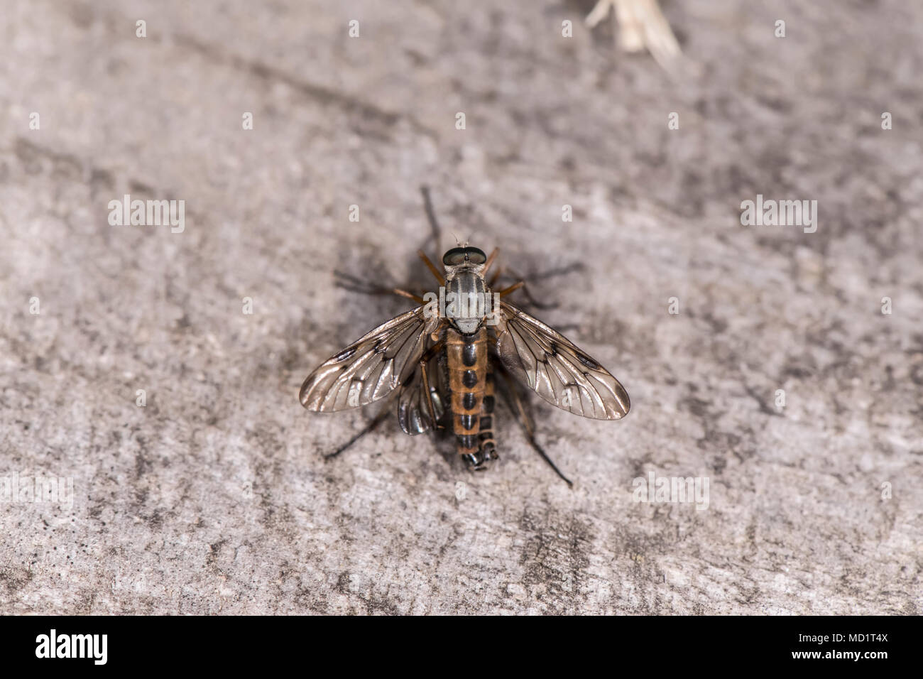 Stable fly's mating on a rock Stock Photo - Alamy