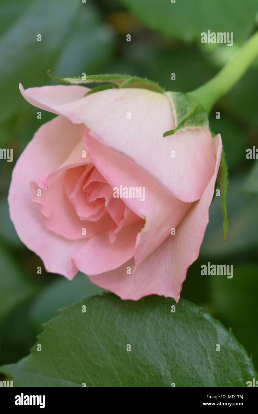 SIngle Pink Rose on Bush Stock Photo - Alamy
