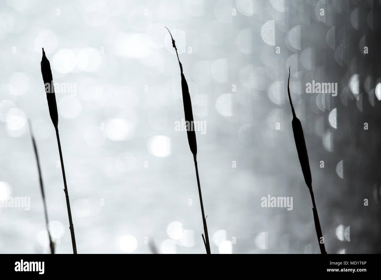 Reeds with silhouettes hi-res stock photography and images - Alamy