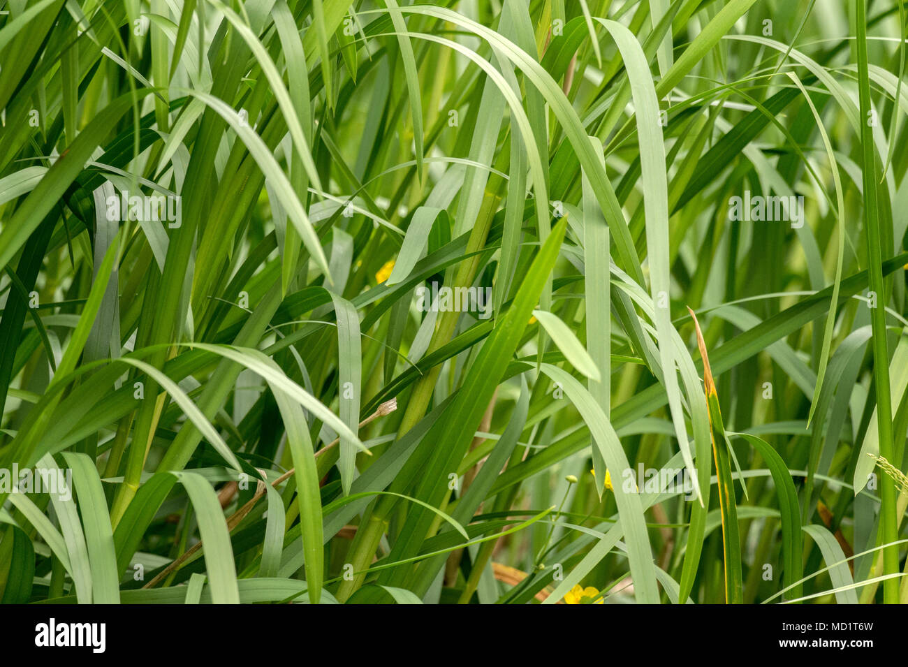 Reed leaves hi-res stock photography and images - Alamy