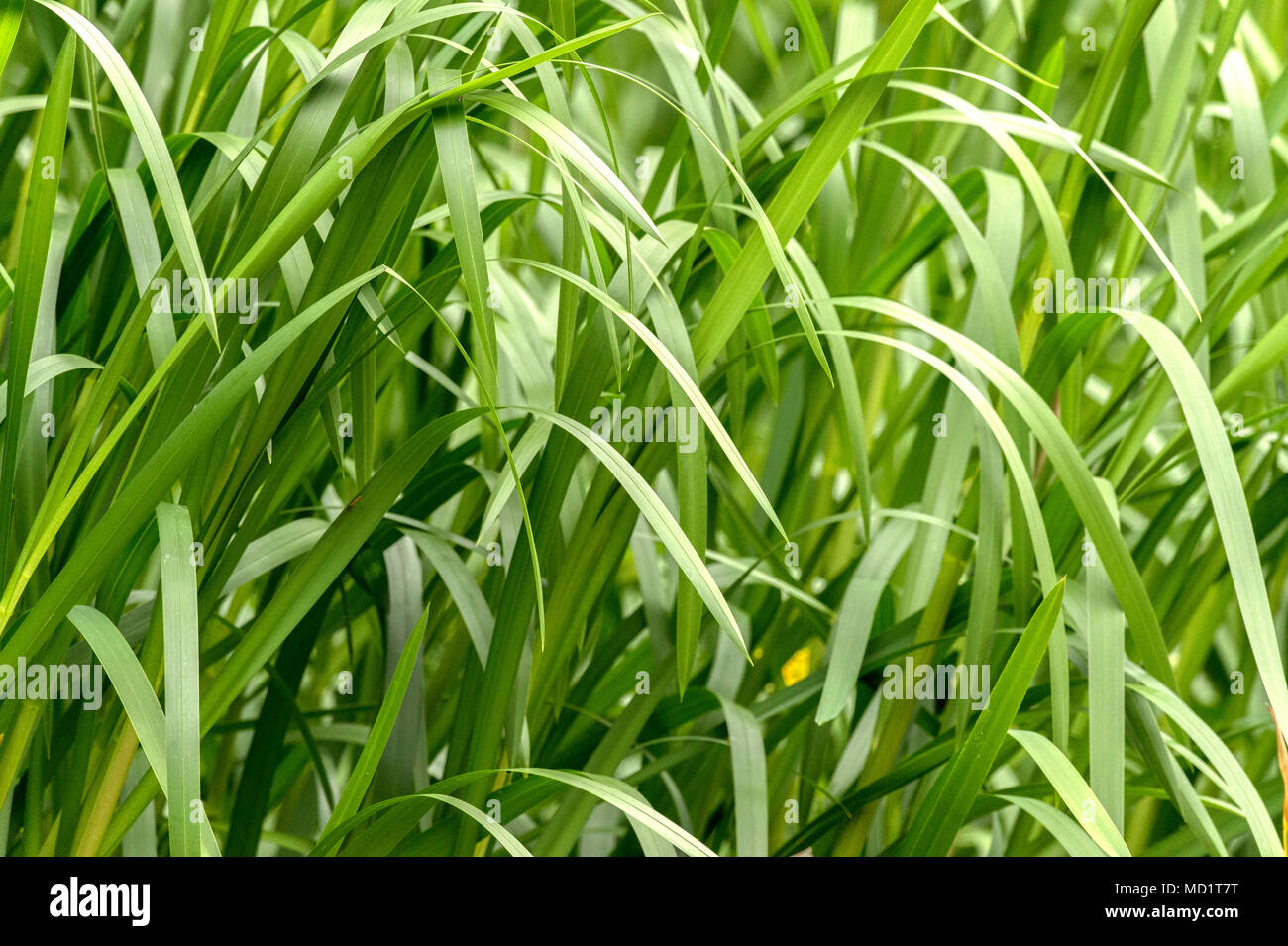 Reed leaves hi-res stock photography and images - Alamy